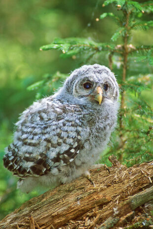 Barred Owls - PHOTONews Magazine