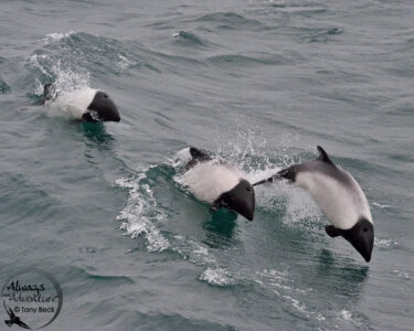 Cetaceans (Whales and Dolphins) of the Antarctic Oceans - Tony Beck