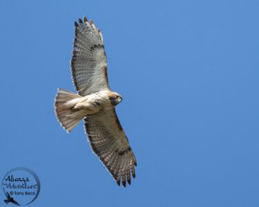Canadian Birds of Prey - PHOTONews Canada