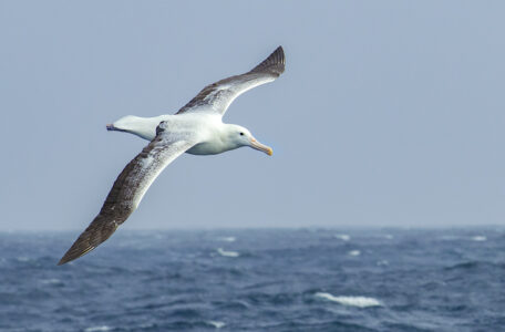 Extreme Birds - PHOTONews Canada