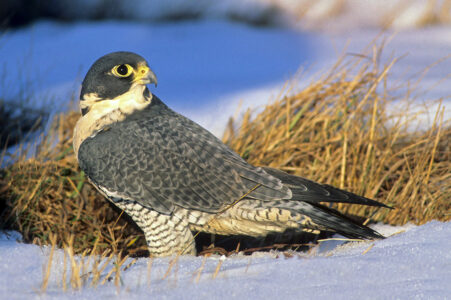 Extreme Birds - PHOTONews Canada