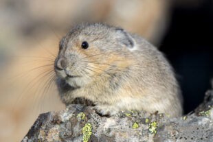 Pika: The Rock Rabbit - PHOTONews Canada